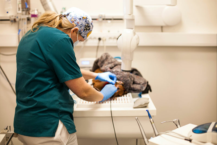 Tannproblemer hos hund | Lofoten Dyreklinikk